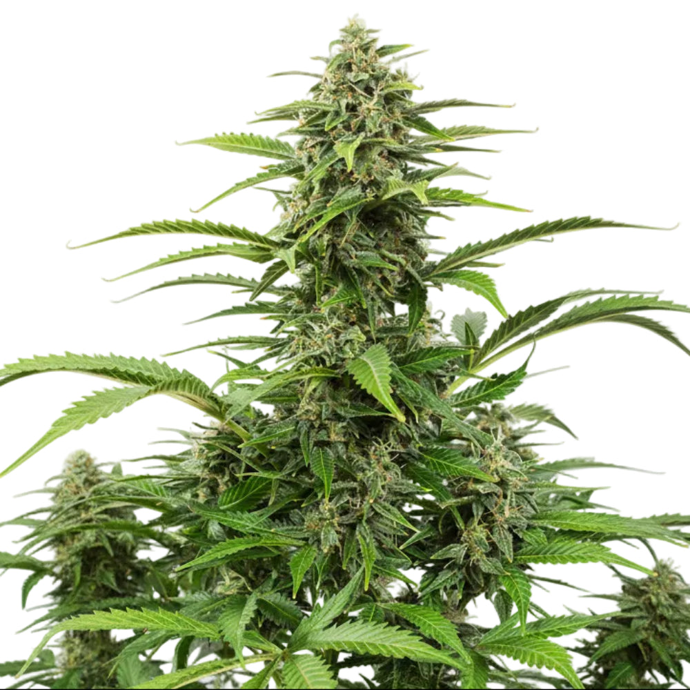 CRITICAL AUTO - GRANELSEEDS