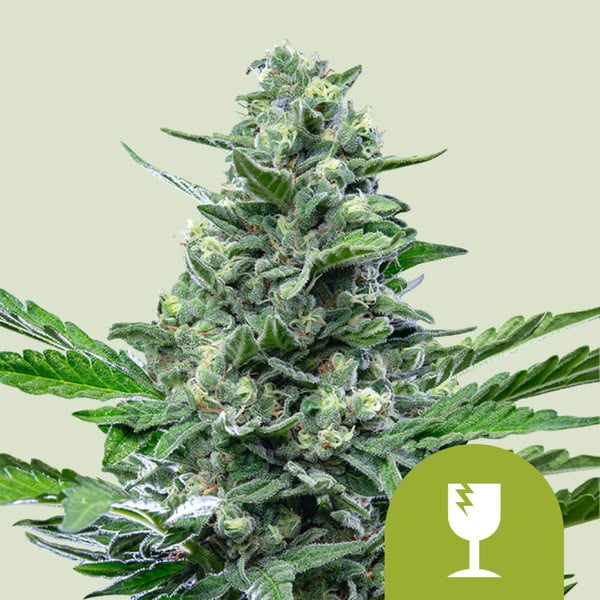 ROYAL CRITICAL AUTO X100 ROYAL QUEEN SEEDS
