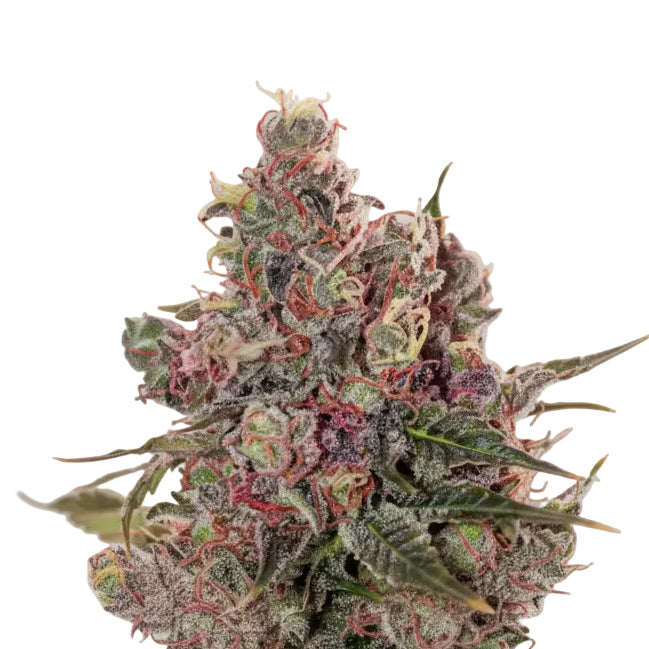 BLACKGRAPE AUTO - GRANELSEEDS