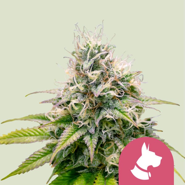 KALI DOG FEM X1 ROYAL QUEEN SEEDS