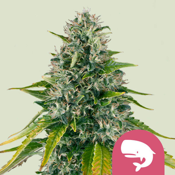ROYAL MOBY X10 FEM ROYAL QUEEN SEEDS