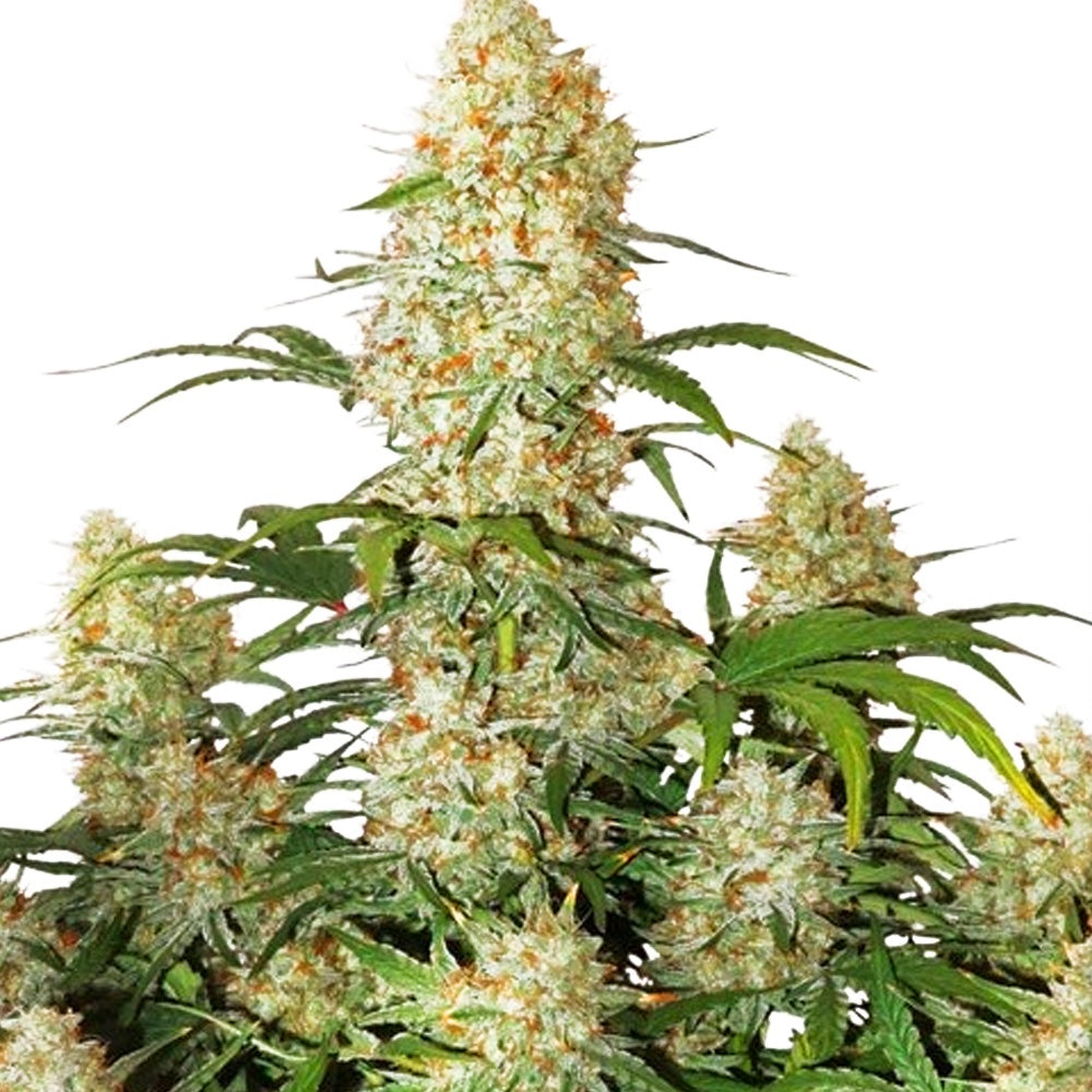CRITICAL ORANGE PUNCH AUTO - GRANELSEEDS