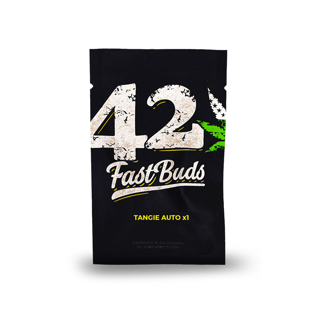 TANGIE AUTO x1 FAST BUDS – Granel Seeds