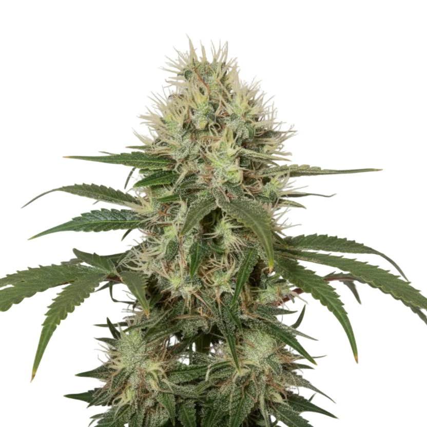 AK 47 AUTO - GRANELSEEDS