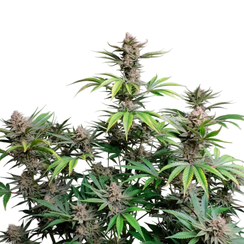 CHERRY AUTO