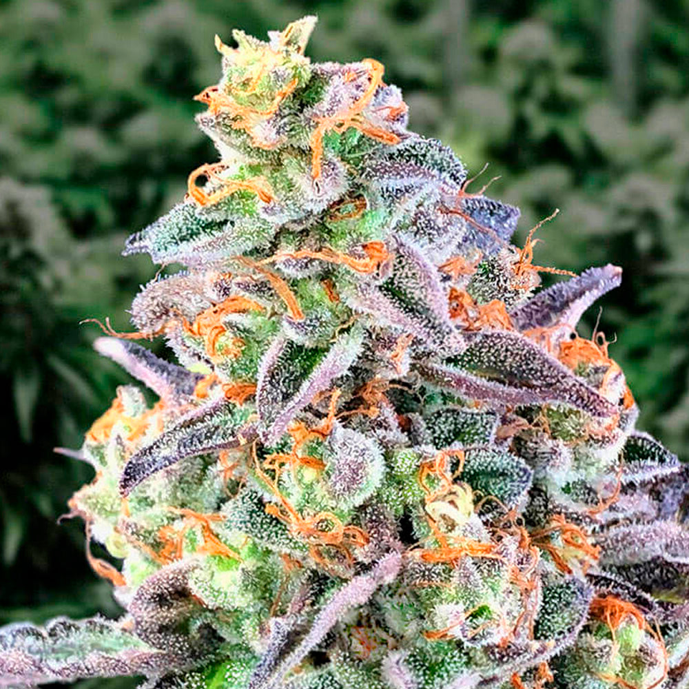 Cherry Pie Auto